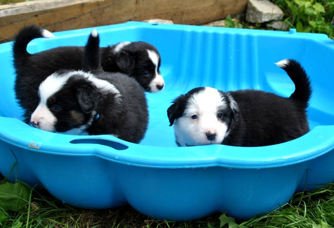 Nachzucht - Leos Eternal Norfleet Paint Horse Hengst All Around Pferde ...