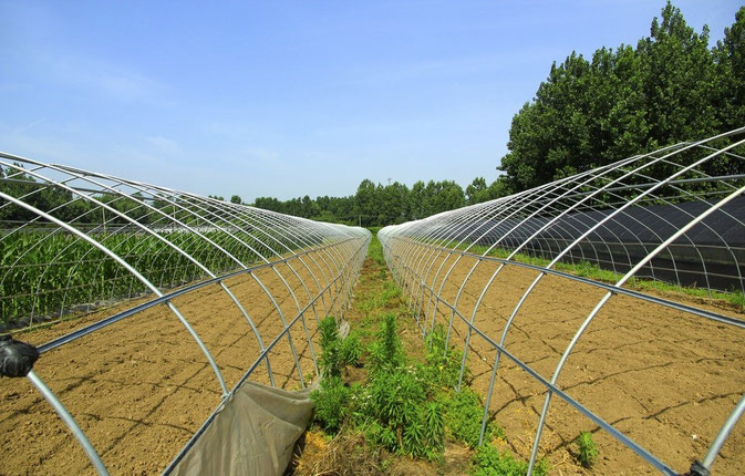 Planificación, diseño y construcción todo tipo de invernaderos ...
