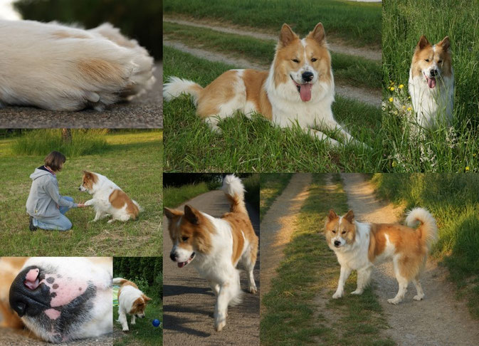 Lynes (Aidan von den Isenauen) - Elo Zuchtstätte vom Adelsbächle