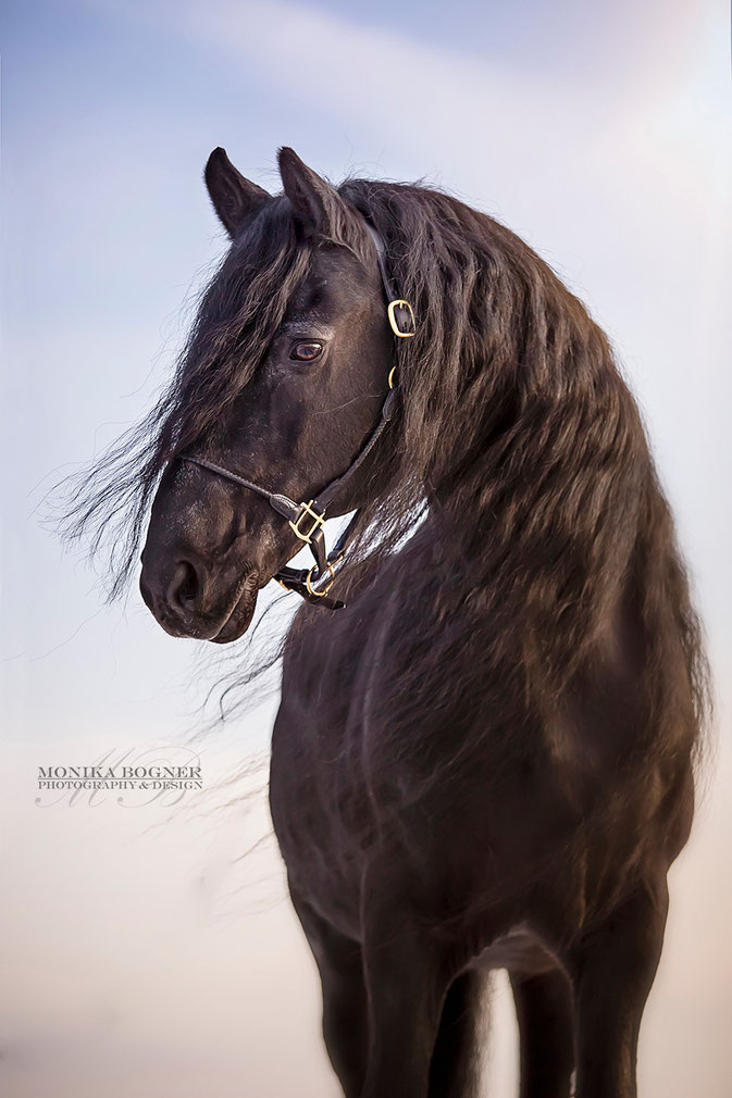Pferde in der Natur - Monika Bogner Photography