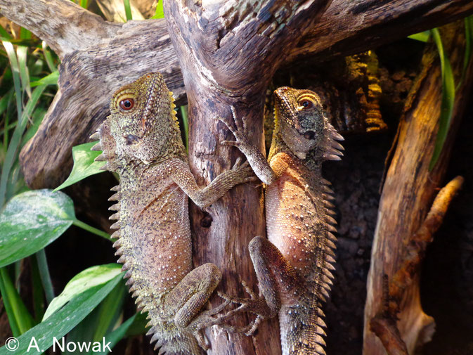 Hypsilurus dilophus - Zucht und Haltung australischer Warane und Echsen
