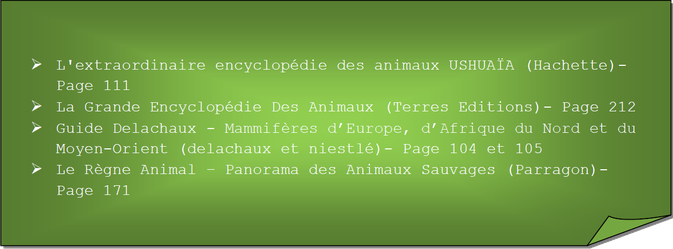 Fennec - L’encyclopédie-animalière