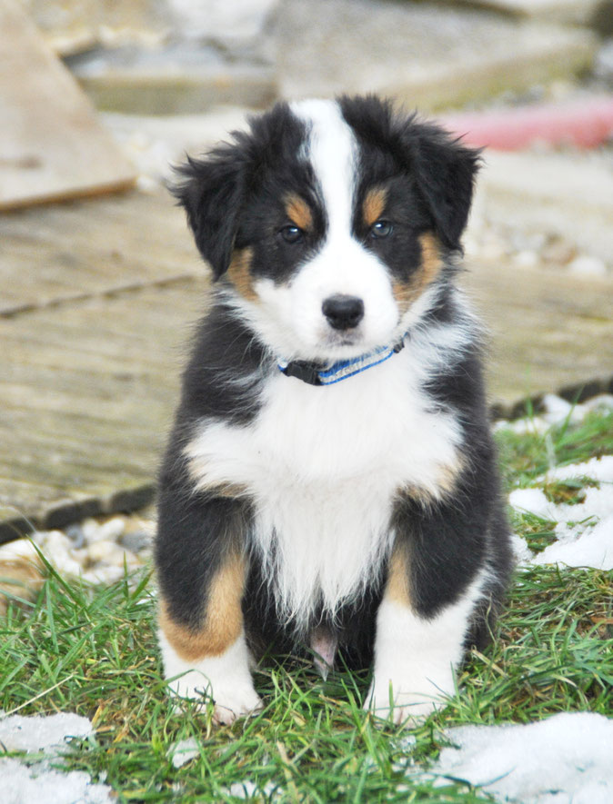 Nachzucht - Leos Eternal Norfleet Paint Horse Hengst All Around Pferde ...