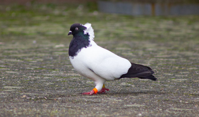 Duiven - Stadsboerderij de Vosheuvel