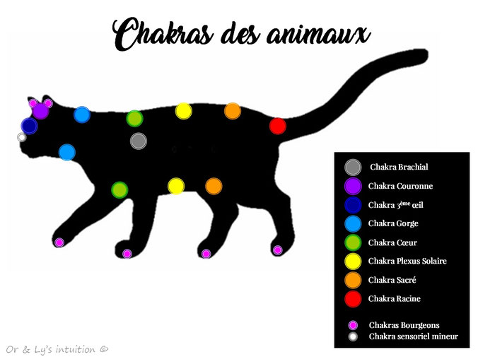 Chakras des animaux - Site de shamballa-on
