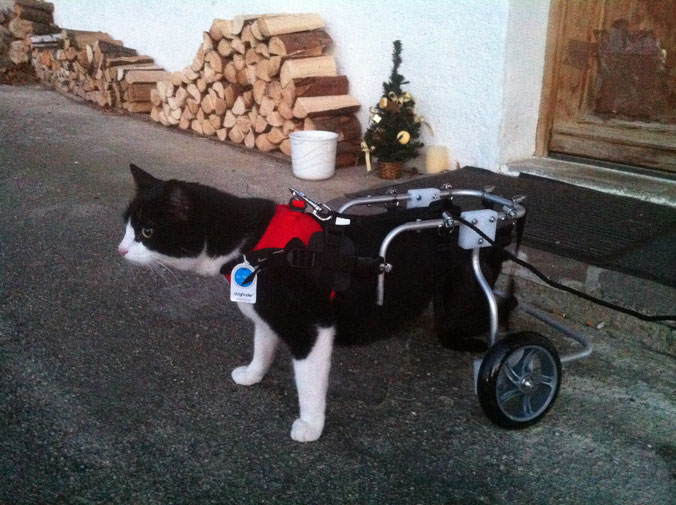 Behinderte Tiere - tierzentrum-chiemsee