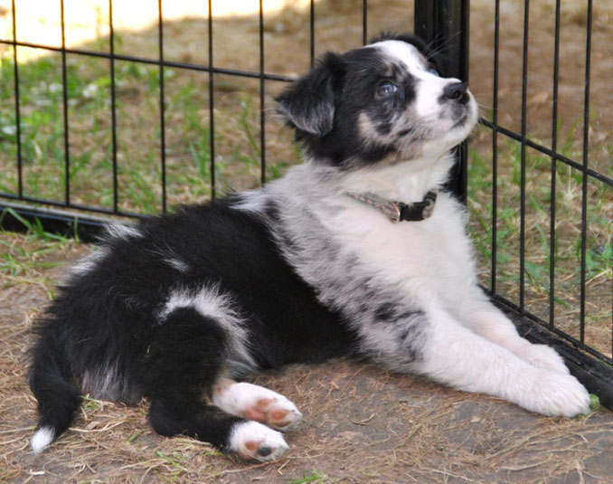 Nachzucht - Leos Eternal Norfleet Paint Horse Hengst All Around Pferde ...