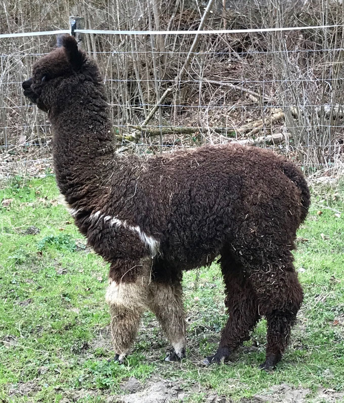 Huacaya vs. Suri - alpacas of paradise bern
