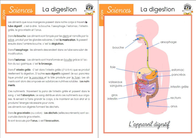 LA DIGESTION - laclasse2delphine