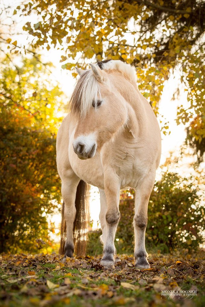 Pferde in der Natur - Monika Bogner Photography