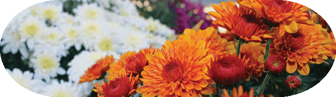 Chrysanten (Chrysanthemum) - Bloemenhandel Wim & Simone