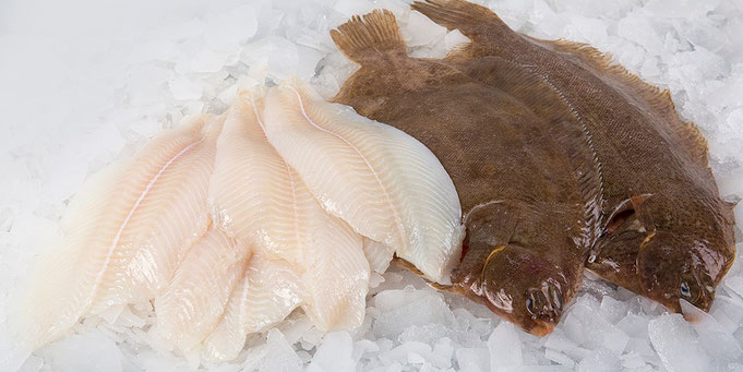 Platvis - Urker Vishandel