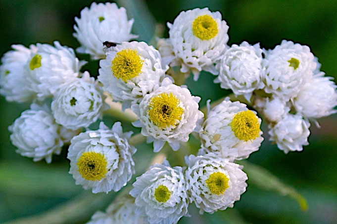 Nh Native Plants And Flowers | Best Flower Site