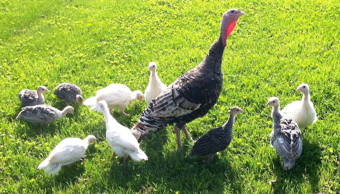 Puten / Truthühner - ourfarm