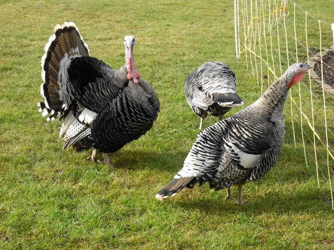 Puten / Truthühner - ourfarm