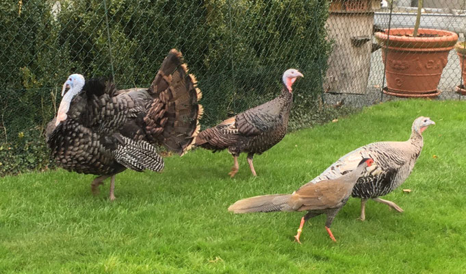 Puten / Truthühner - ourfarm