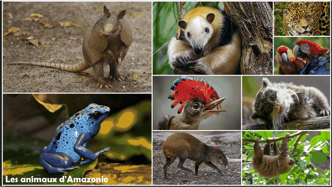 Animaux d'Amazonie - La Classe de Barnabé