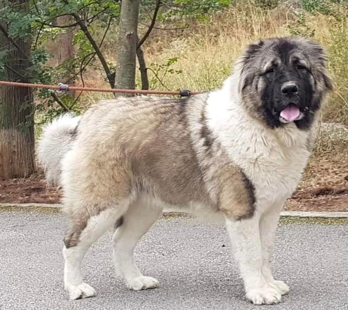 Caucasian shepherd / Kavkaski ovcari - Odgajivacnica Ruski Izvor ...