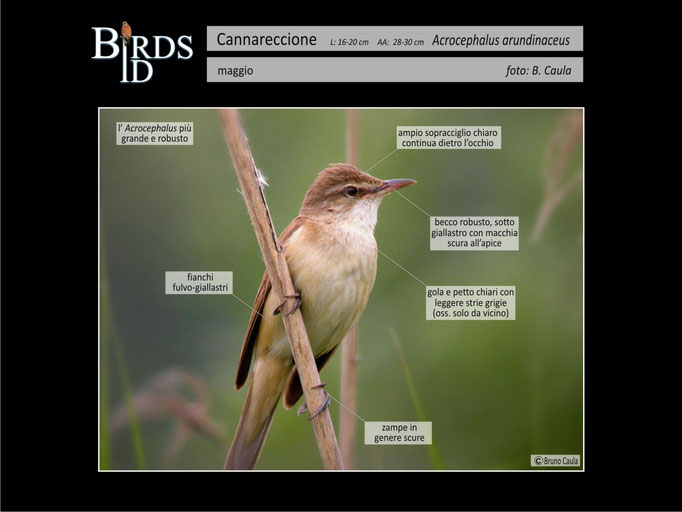 Acrocephalidae - Birdsid