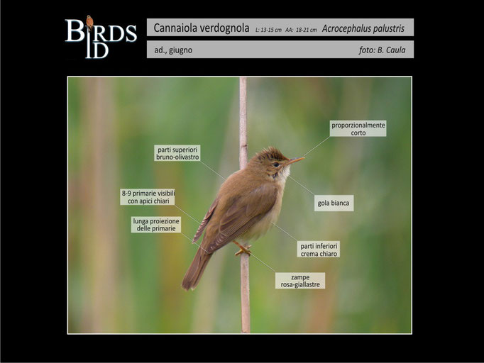 Acrocephalidae - Birdsid