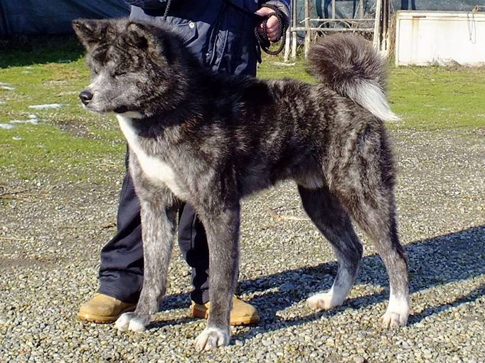 Tora ♂ - Akita Zucht of Büt Yama