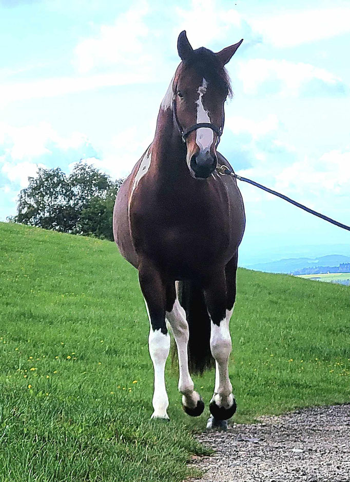 Floppy Spoons Prints - Leos Eternal Norfleet Paint Horse Hengst All ...