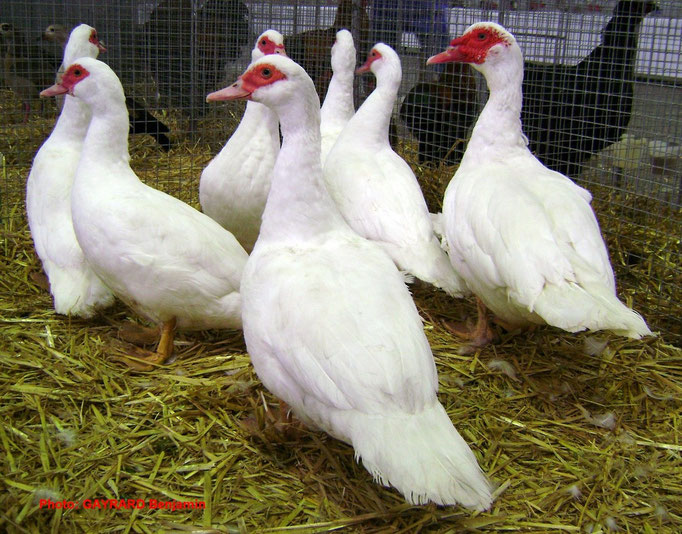 Canards domestiques - Site de racesavicoles