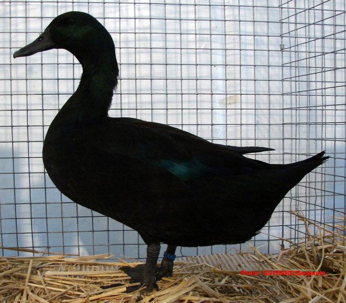 Canards domestiques - Site de racesavicoles