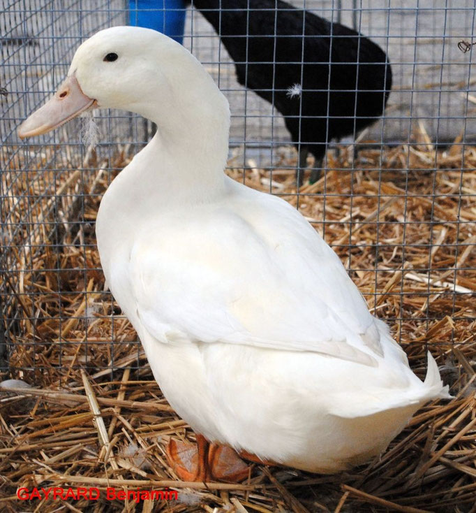 Canards domestiques - Site de racesavicoles