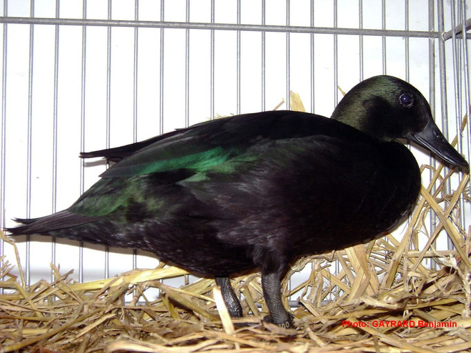 Canards domestiques - Site de racesavicoles