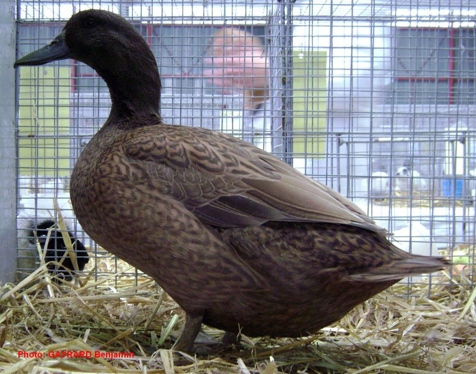 Canards domestiques - Site de racesavicoles