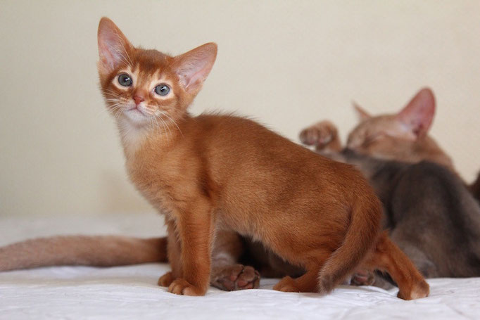 Couleurs du chat Abyssin - ISAL Club des chats Somali et Abyssin