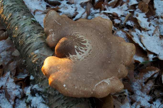 polypores hyperincandescent