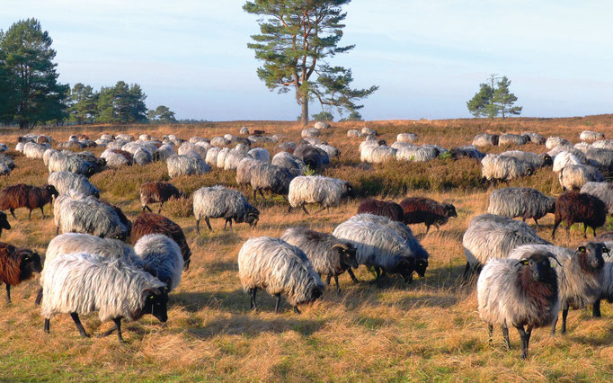 DIE SENNE - Leckeres aus der Region Senne