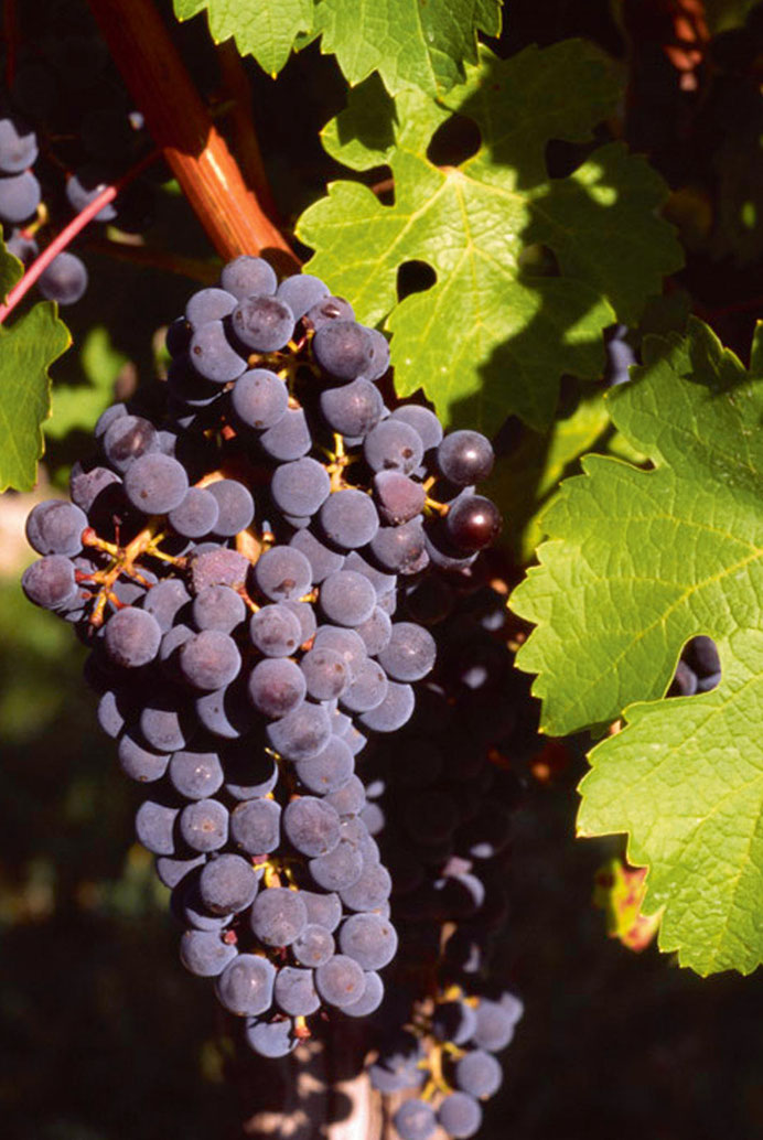 ÜBERSICHT REBSORTEN - Spiezer Wein – Die Alpen im Glas.