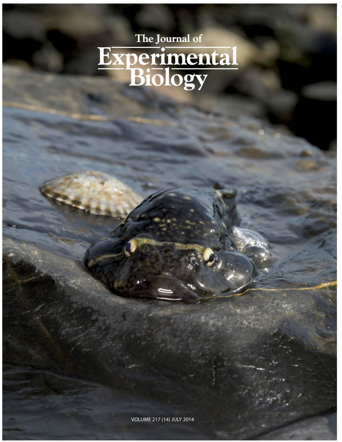 Northern Clingfish (Gobiesox maeandricus) - petraditsches Webseite!