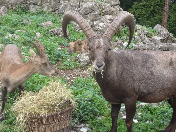 Grosswild - Wildpark Verein Brienz