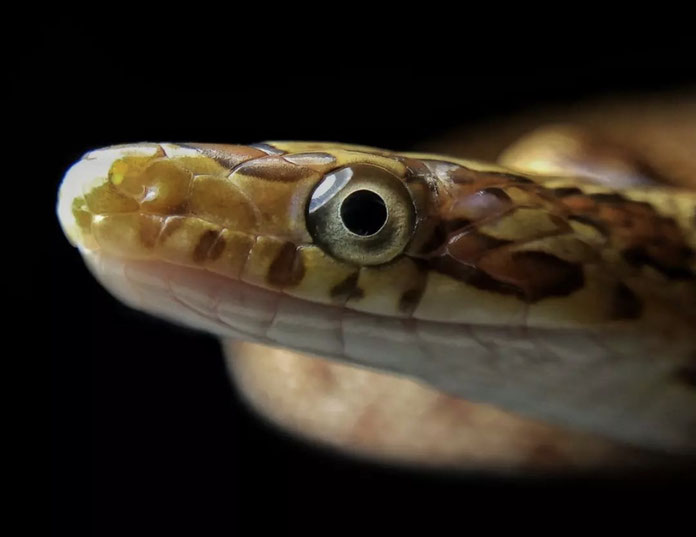 Culebra ratonera centroamericana (Senticolis triaspis) - El Rincon del ...
