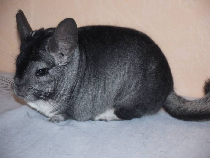 A la base : Gris standard - Site de chincholla