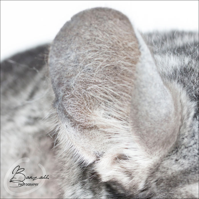 La description du chinchilla - Site de chincholla