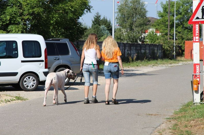 Leinenführigkeitsworkshop - HuSchuMaFu Hundeschule Maren Fuchs!