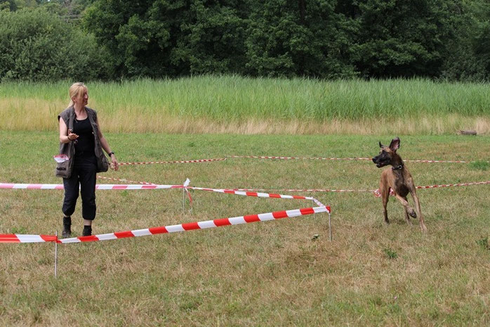 Leinenführigkeitsworkshop - HuSchuMaFu Hundeschule Maren Fuchs!