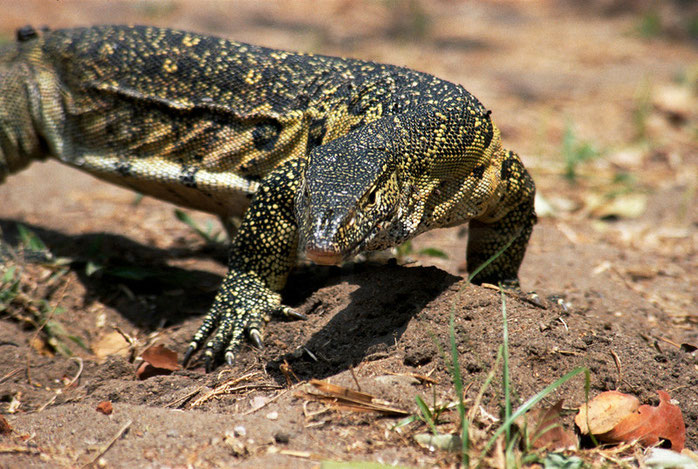 Varano del Nilo - Kenya Vacanze