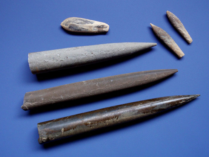 Belemnites - Ammonites. Guía de los cefalópodos fósiles.