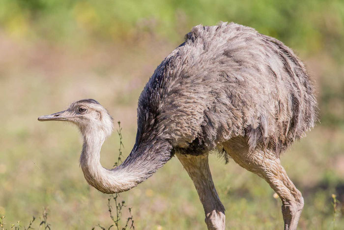 Großer Nandu (Rhea americana): Steckbrief, Verbreitung, Rufe - in ...