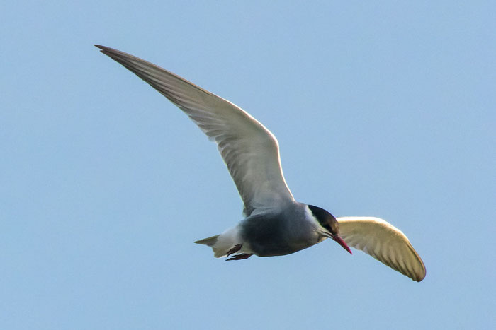 Weißbart-Seeschwalbe - Steckbrief, Verbreitung, Rufe - Vögel in Deutschland