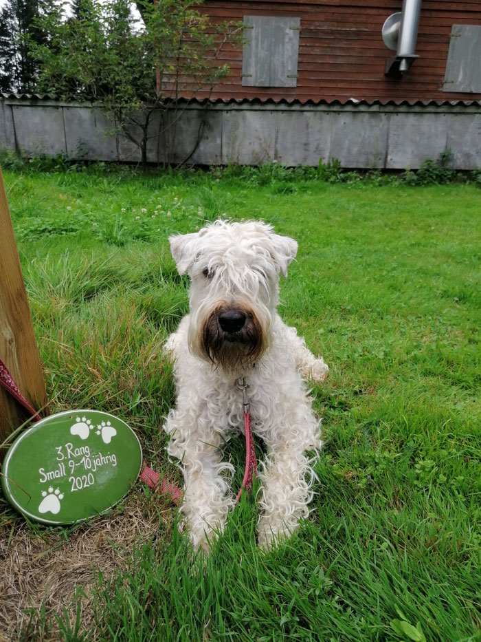 Ballyharas Ruby Rubia - chfritsches Webseite!