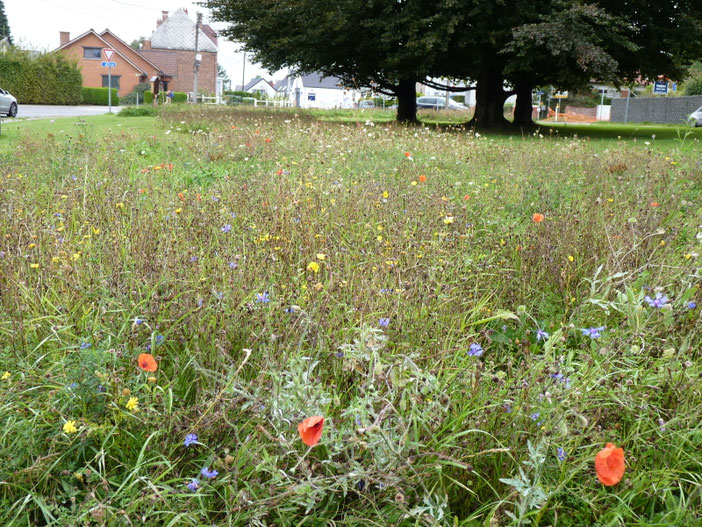 Réaliser un plan de fleurissement - Wallonie en Fleurs