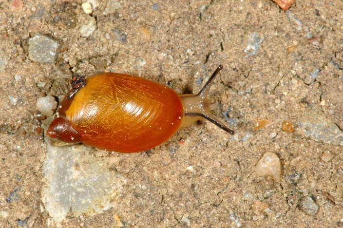 Weichtiere - NABU Ortsgruppe Winsen (Luhe)
