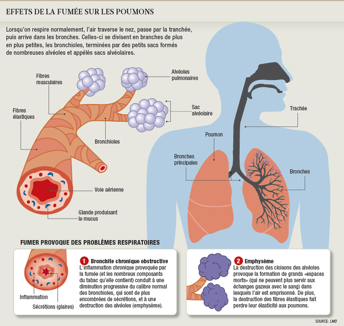 Chapitre 5 : Le corps humain pendant un effort physique - Site de svtpmc